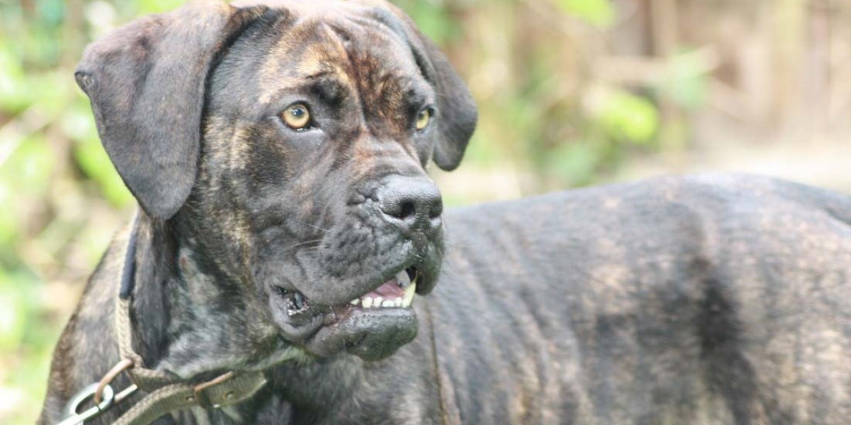 Alano español | Chofer mascota